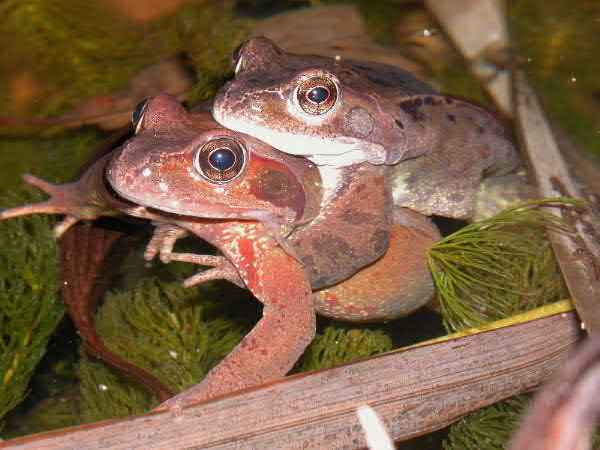 FASCINATING FROGS